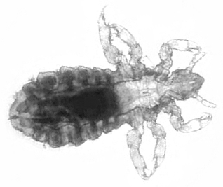 JeanMarcMorandini.com ou la diversité du parasitisme